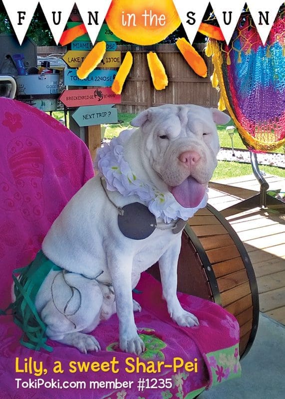 Toki Poki® Pet Trading Cards