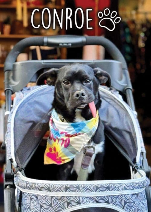 Toki Poki® Pet Trading Cards