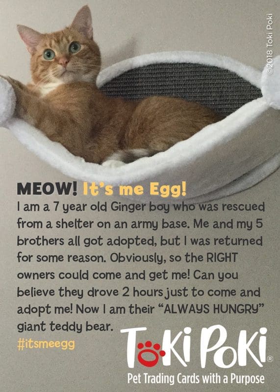 Cats in Hats Pet Trading Card - Toki Poki